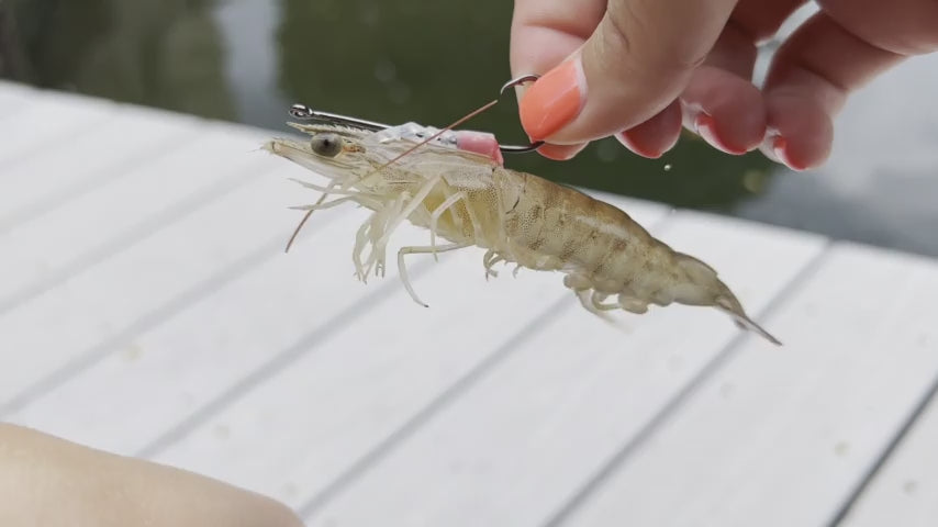 Shrimp Walker - Live Shrimp Holder Hook – Line Cutterz